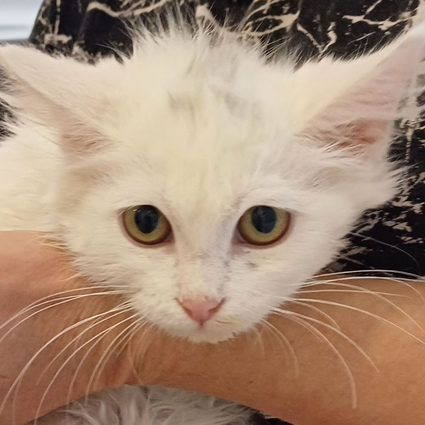 Беляночка 3 мес в добрые руки