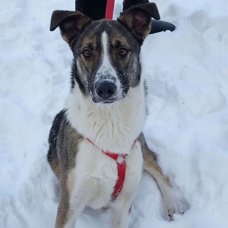 Взрослый пёс в добрые руки