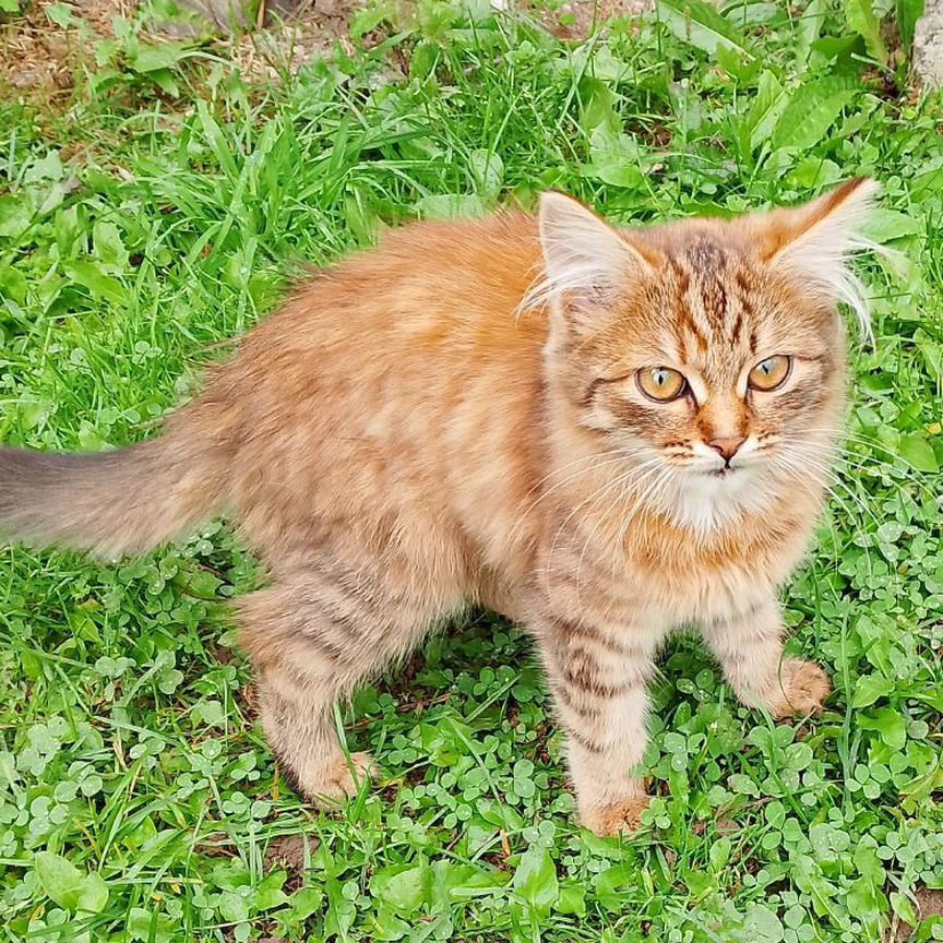 Кошечка и кот, 3-4 месяца, и мама. Подкидыши