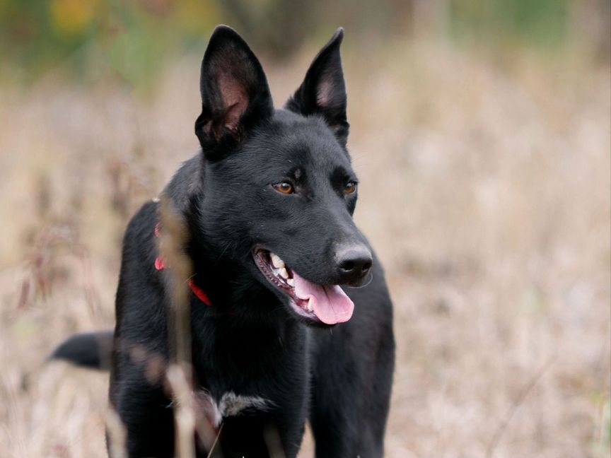 Чёрная, молодая Темза