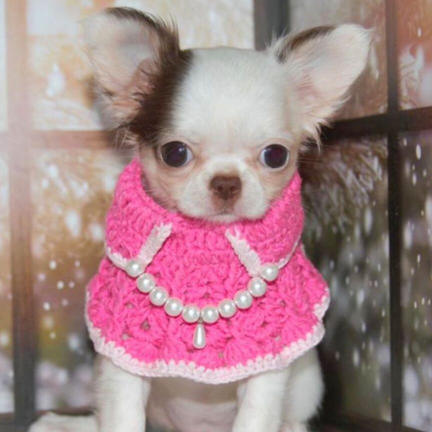 Чихуахуа мини девочка