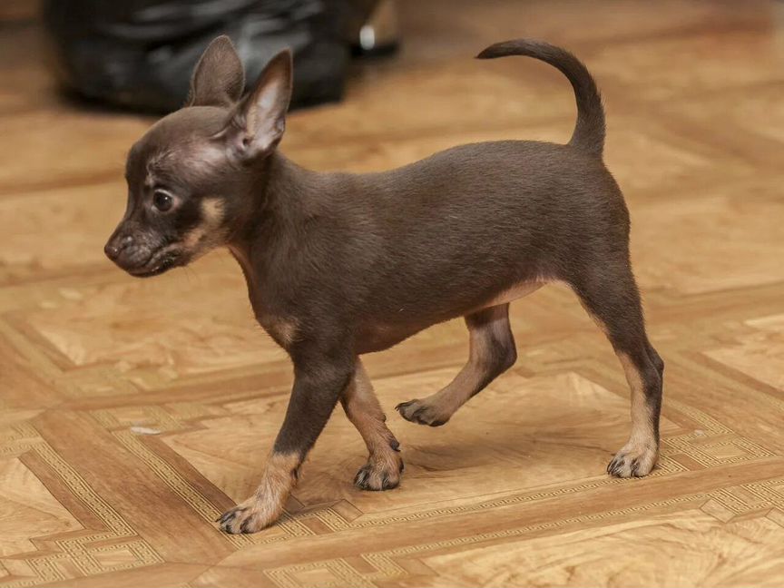 Той-терьер щенки