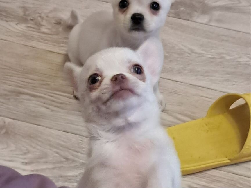 Чишки- ребятишки