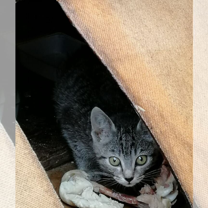 Котёнок в добрые руки