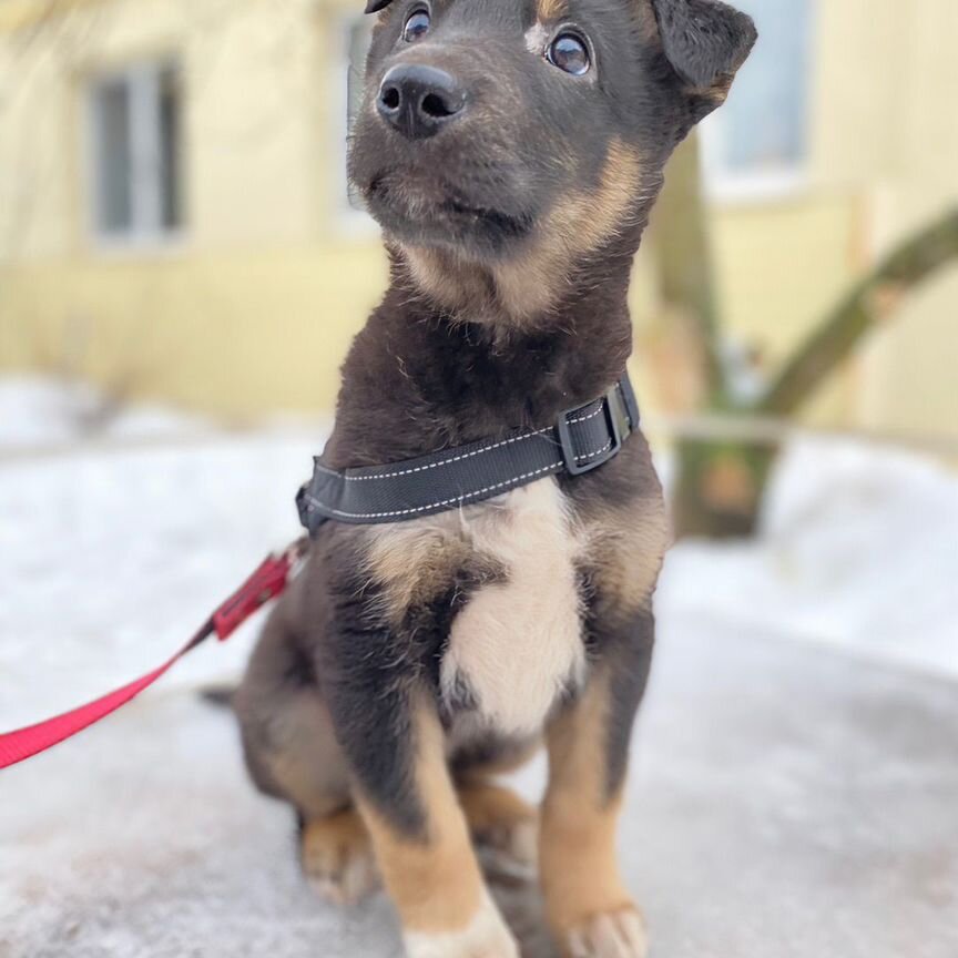 Щенок Мальчик