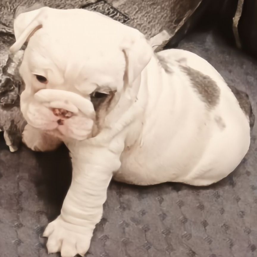Английский бульдог, щенок