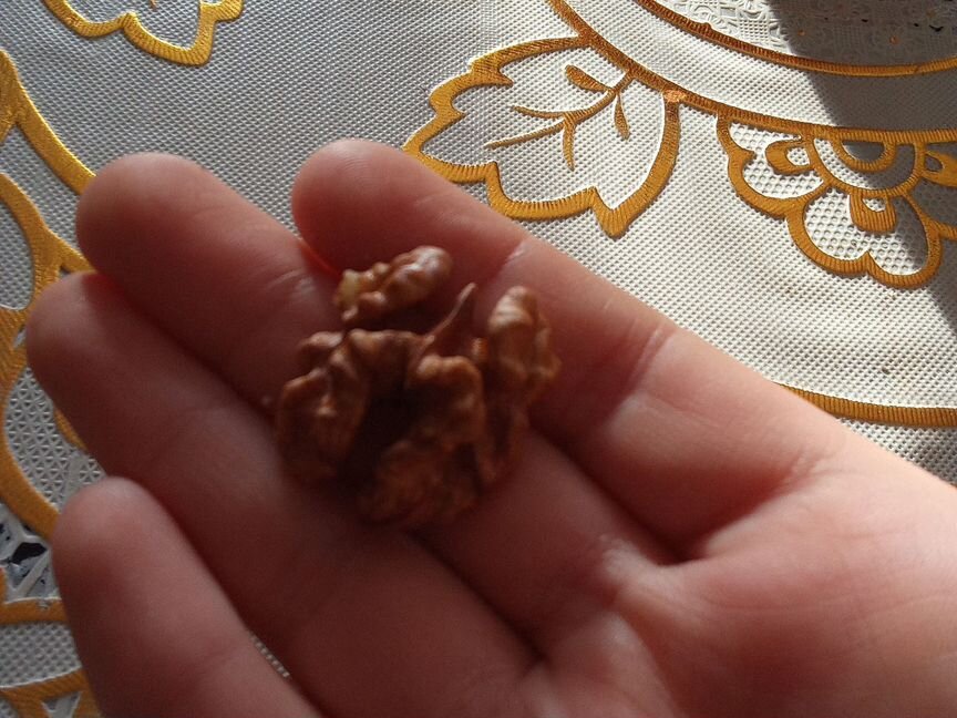 Коралл балянус