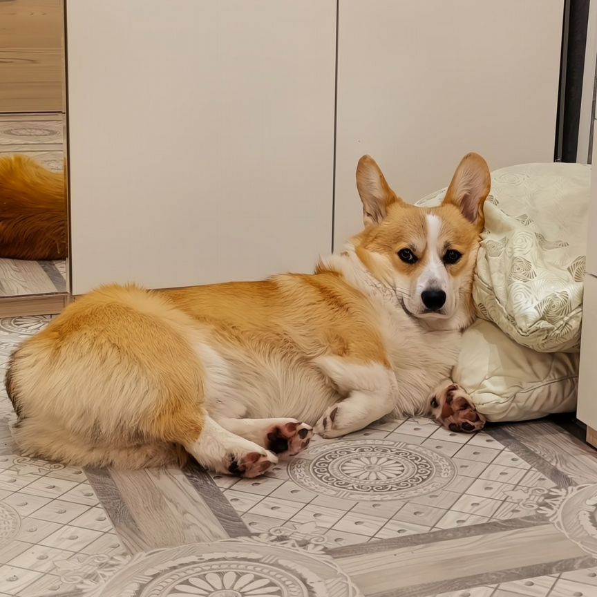 Вельш Корги Пемброк, вязка