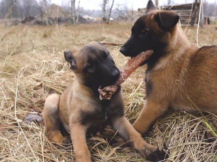 Щенки быстрых малинуа (бельгийская овчарка )