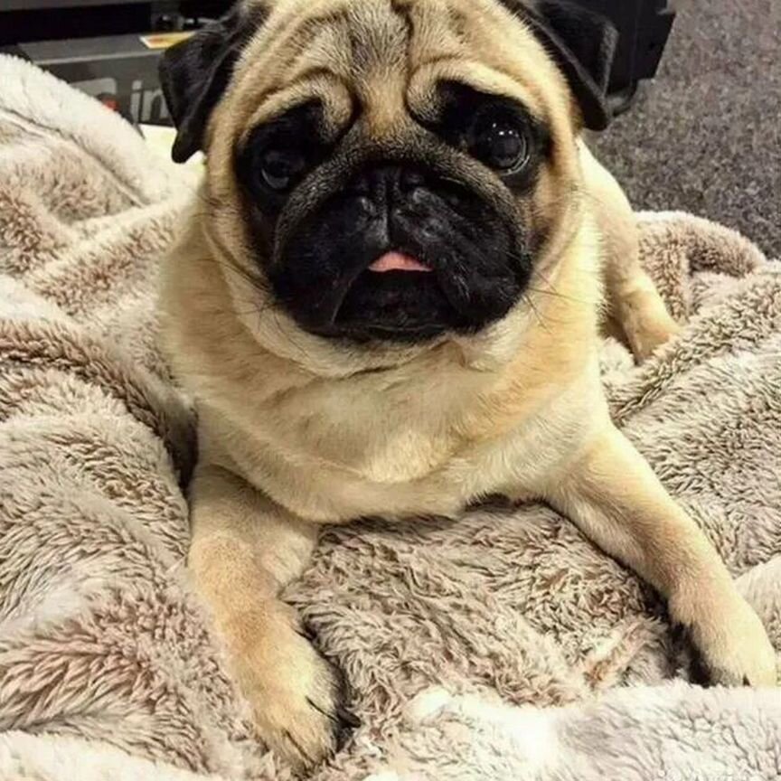 Мопс красотка