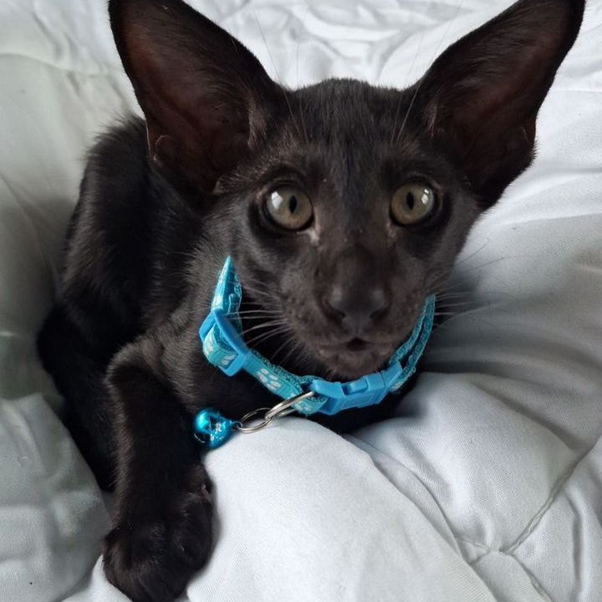 Ориентальный кот