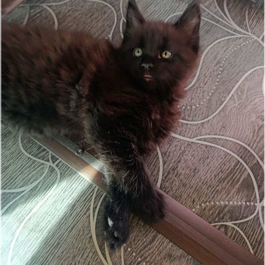 Мейн-кун котёнок