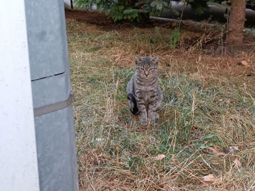 Котенок