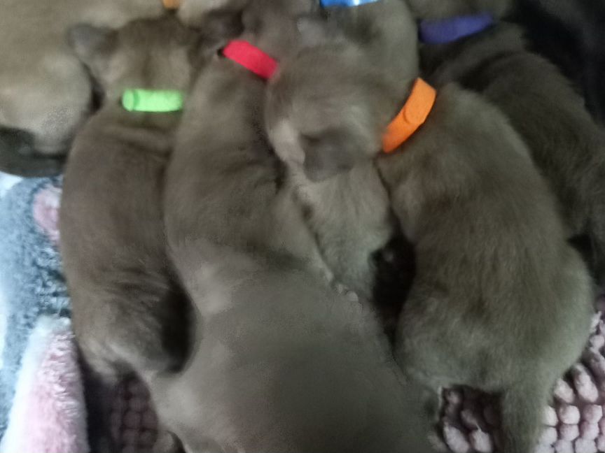 Бурманские котята мальчики девочки