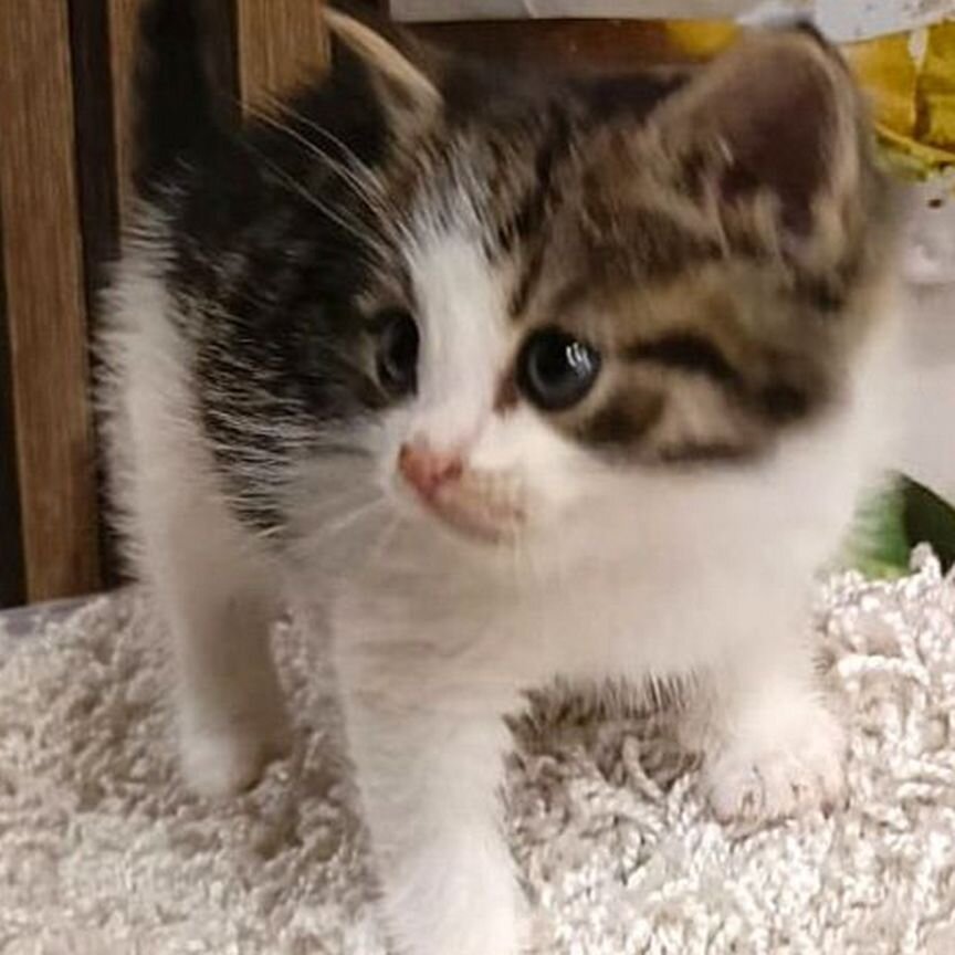 Котёнок в добрые руки