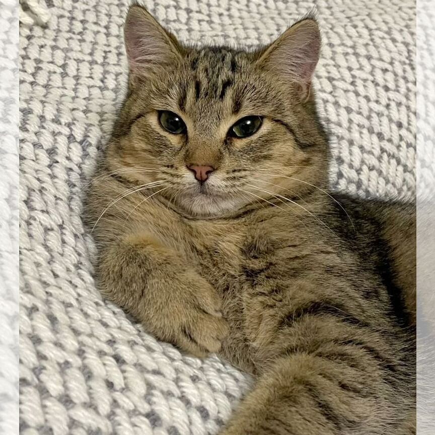 Взрослая кошка в добрые руки