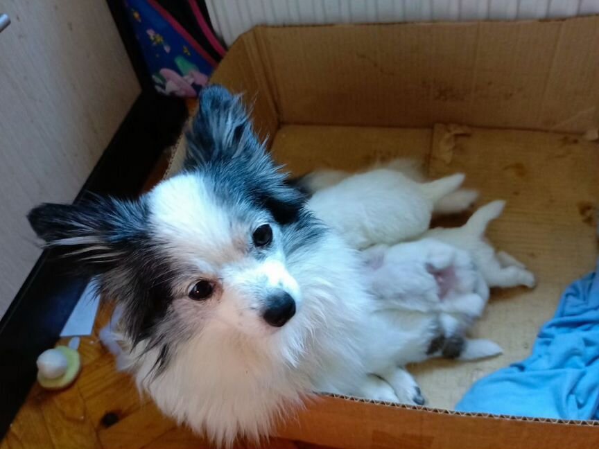 Щенки шпица бронирование