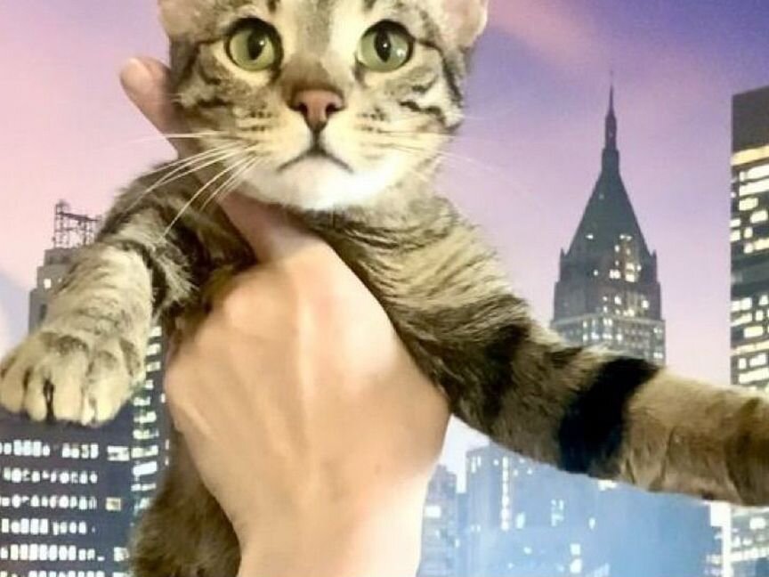 Кошечка саванна