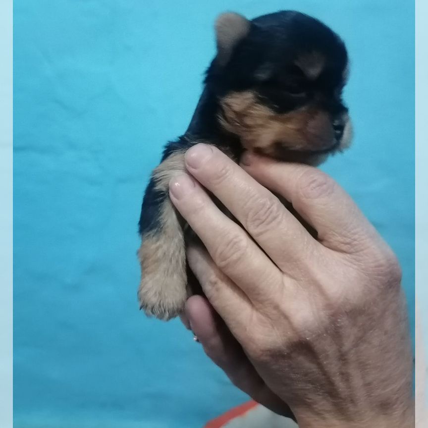 Йоркширский терьер, щенок