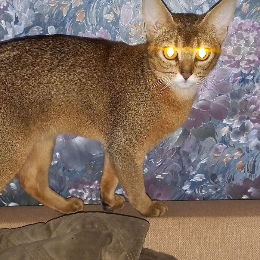 В поиске котика