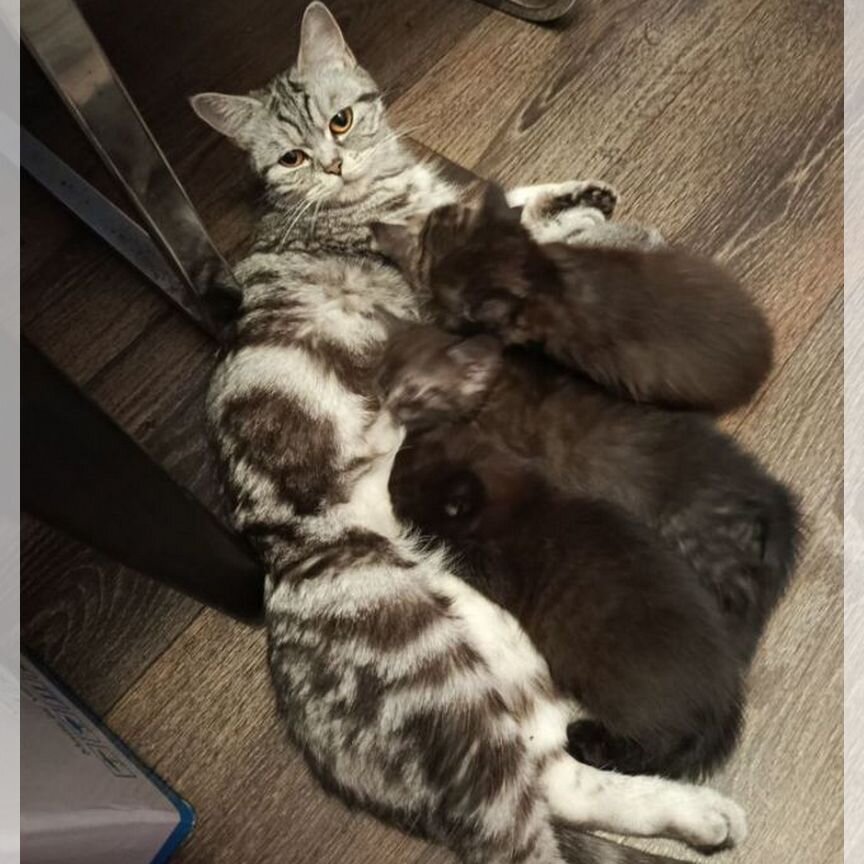 Милейшие британские котята в добрые руки