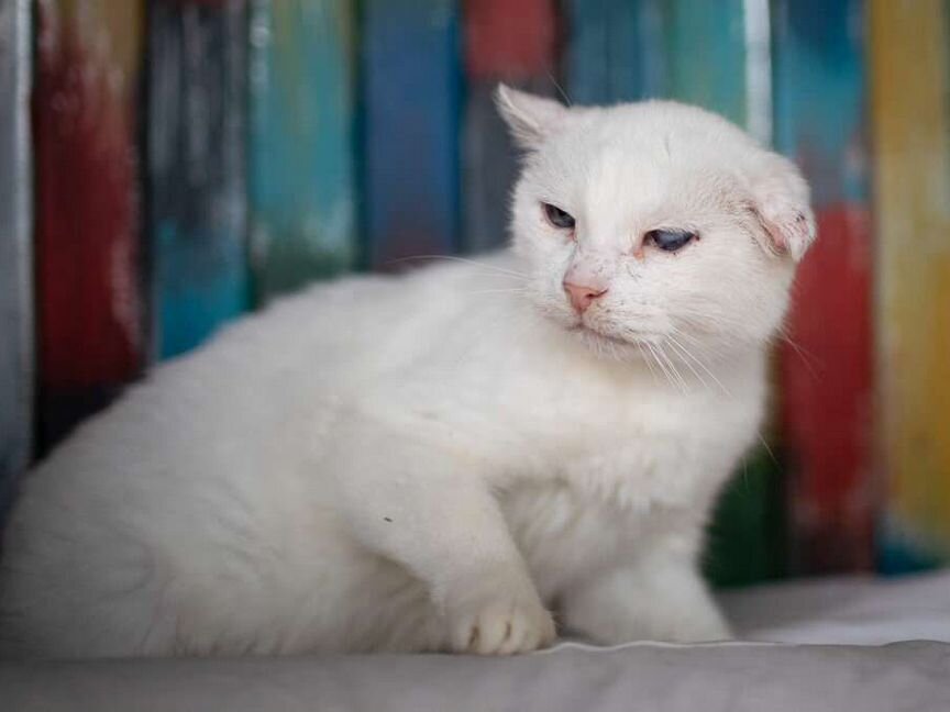 Леди ищет семью