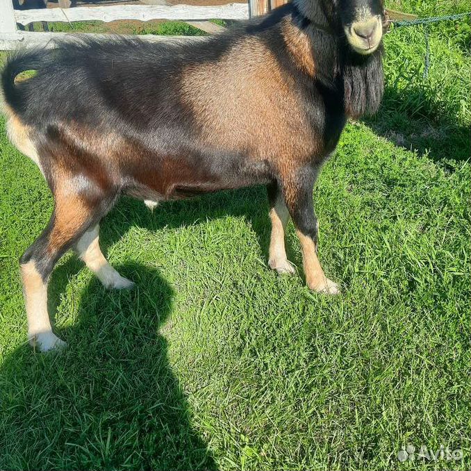 Козлик на племя