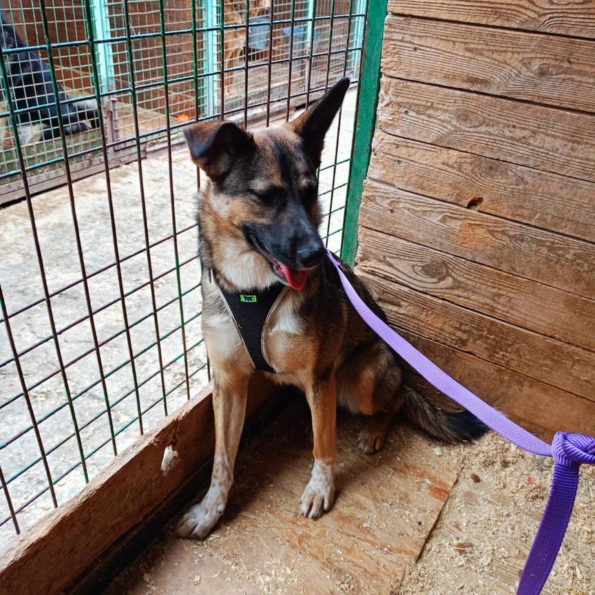 Она никогда не найдёт дом собака в добрые руки