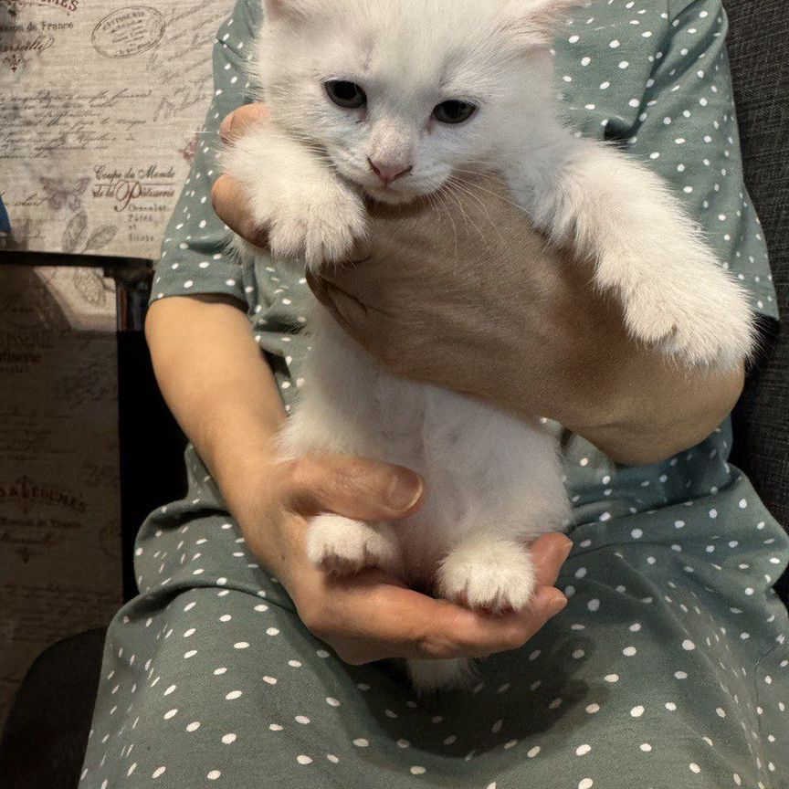 Котенок девочка в добрые руки