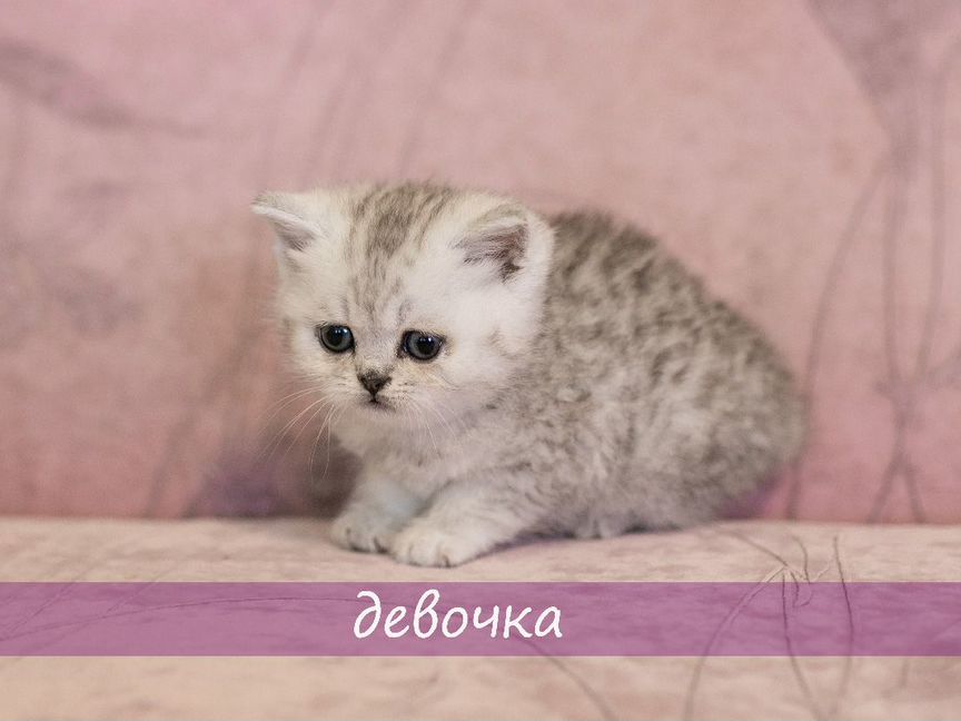 Чистокровные котята окраса серебристая шиншилла