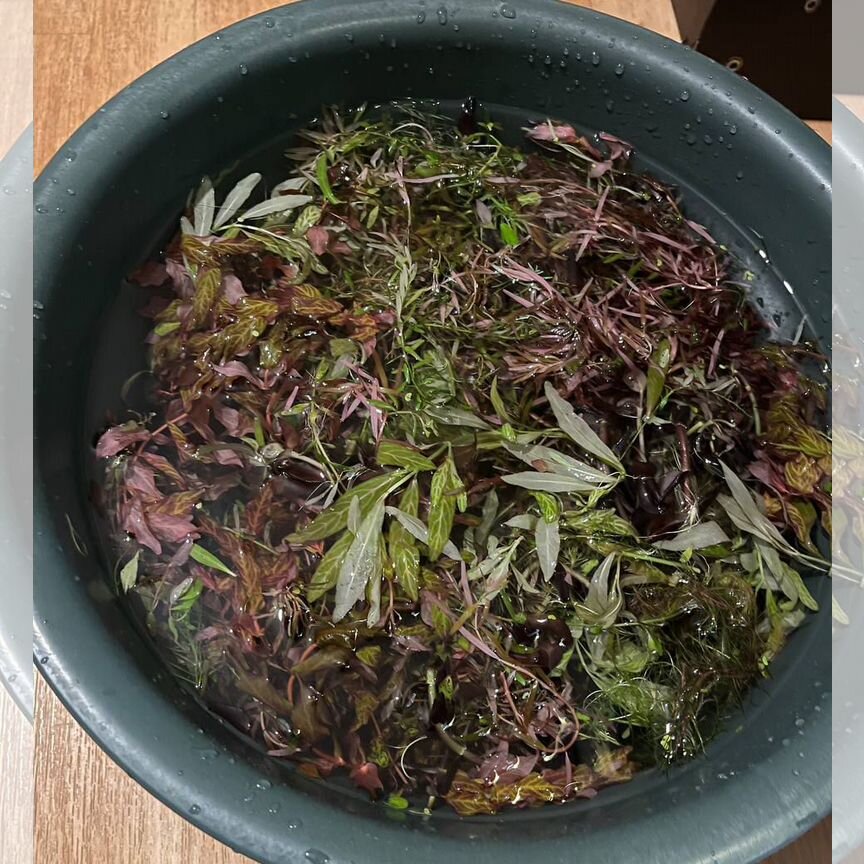 Аквариумное растение