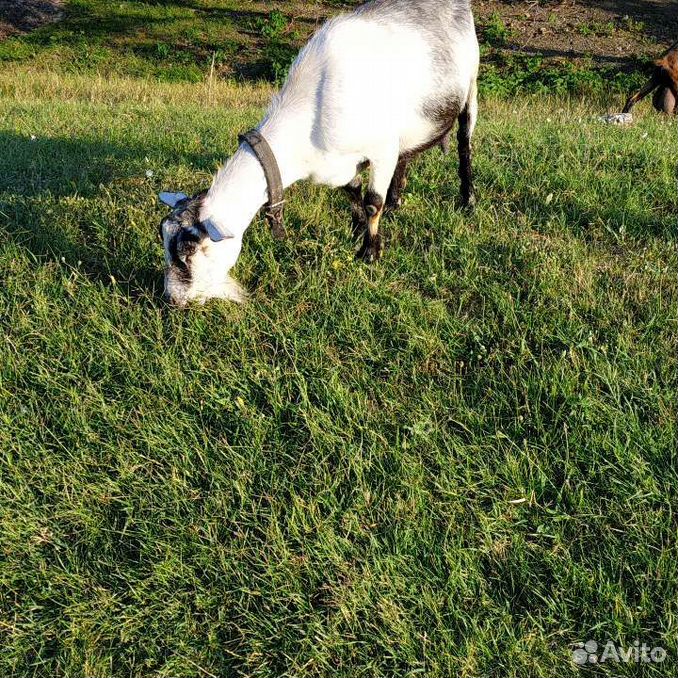 Козлик на племя, Коза Альпийская
