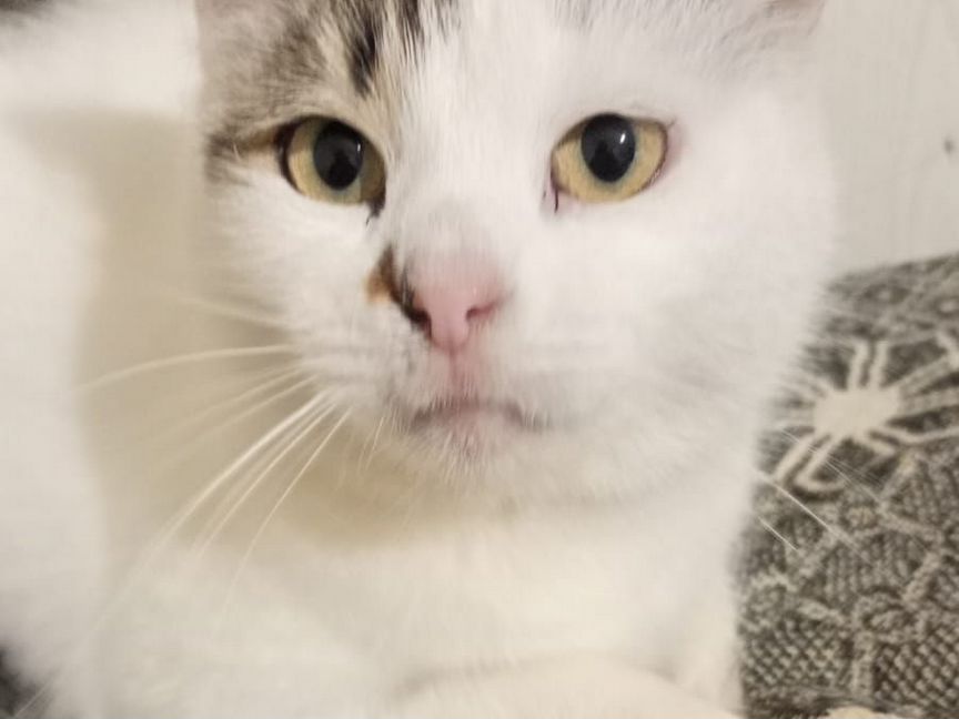 Кошка, окрас Арлекин