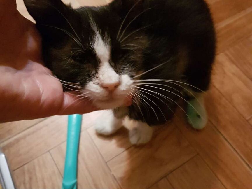 Бантик без хвостика. Приют