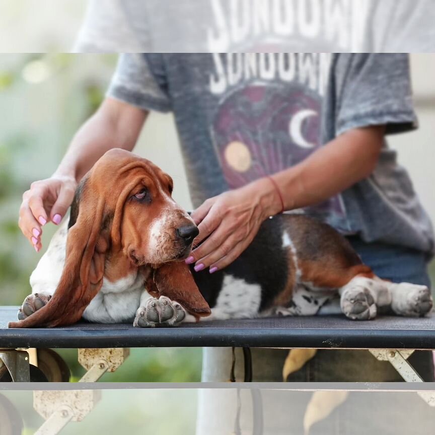 Щенок бассет-хаунда