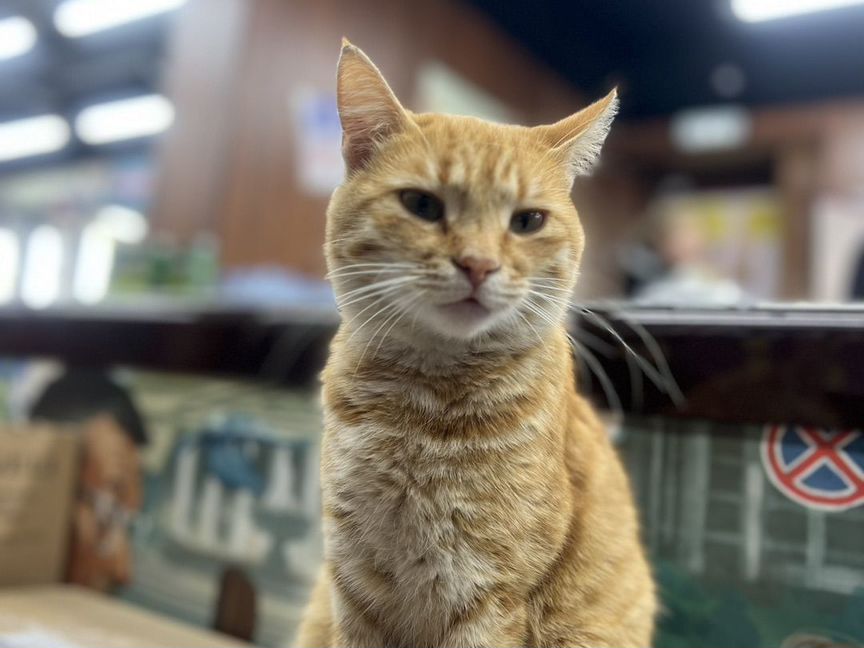 Кошка