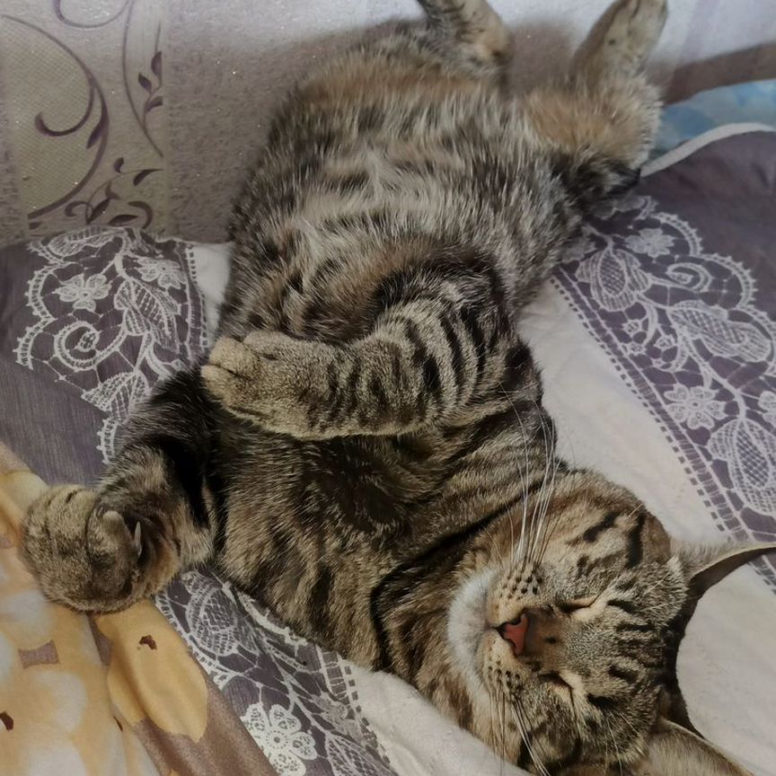 Чудесные котята
