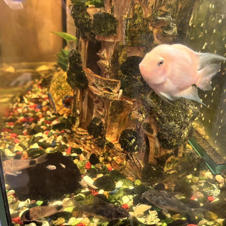 Аквариумные рыбки цихлиды