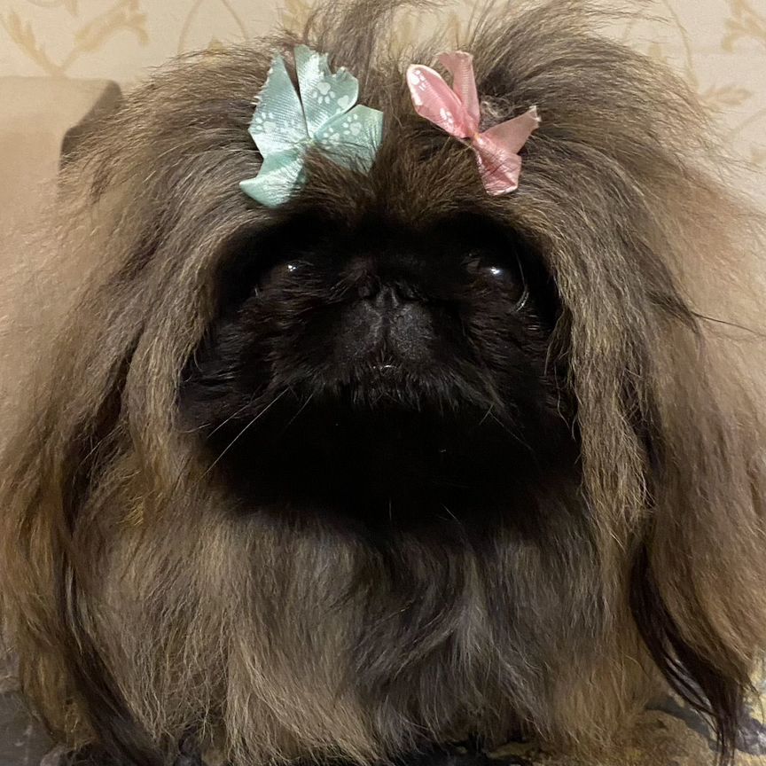 Щенки пекинеса