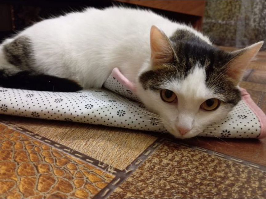 Кошки в добрые руки бесплатно