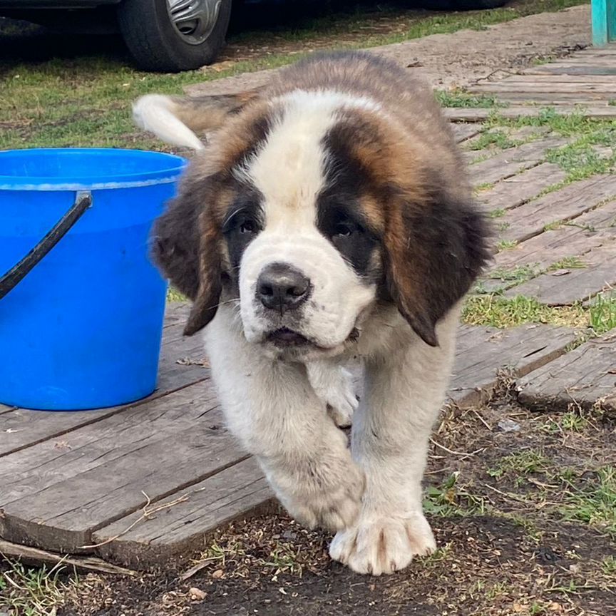 Щенок сербернар