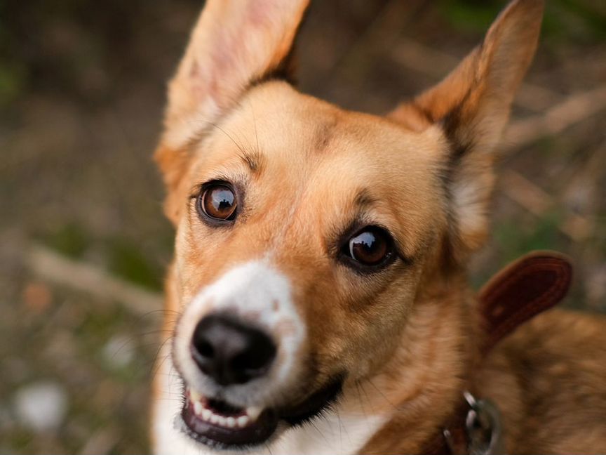 Красавица собака Тесса из приюта в добрые руки