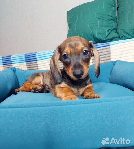 Карликовая такса