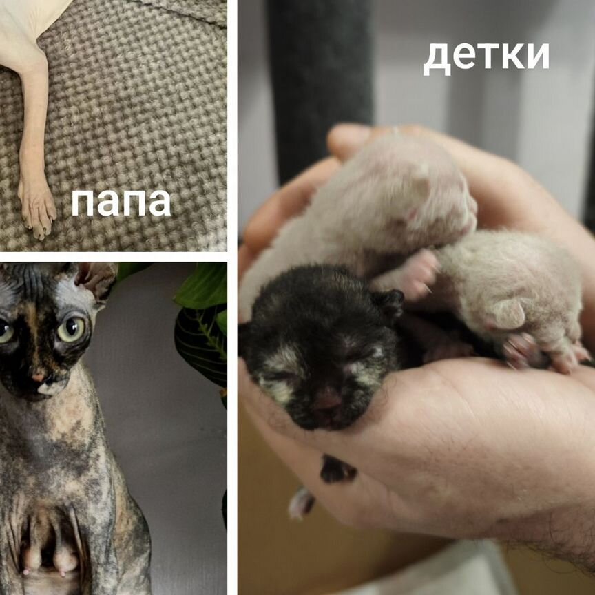 Сфинксы