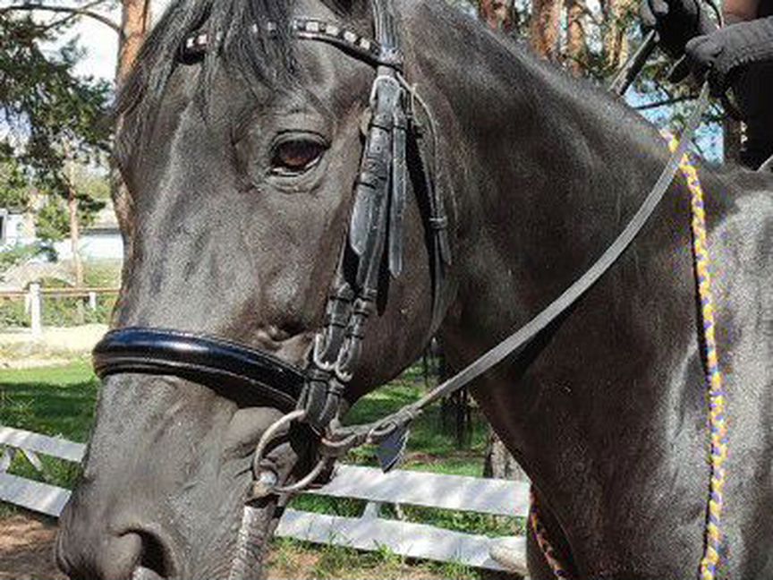 Уздечка для лошади