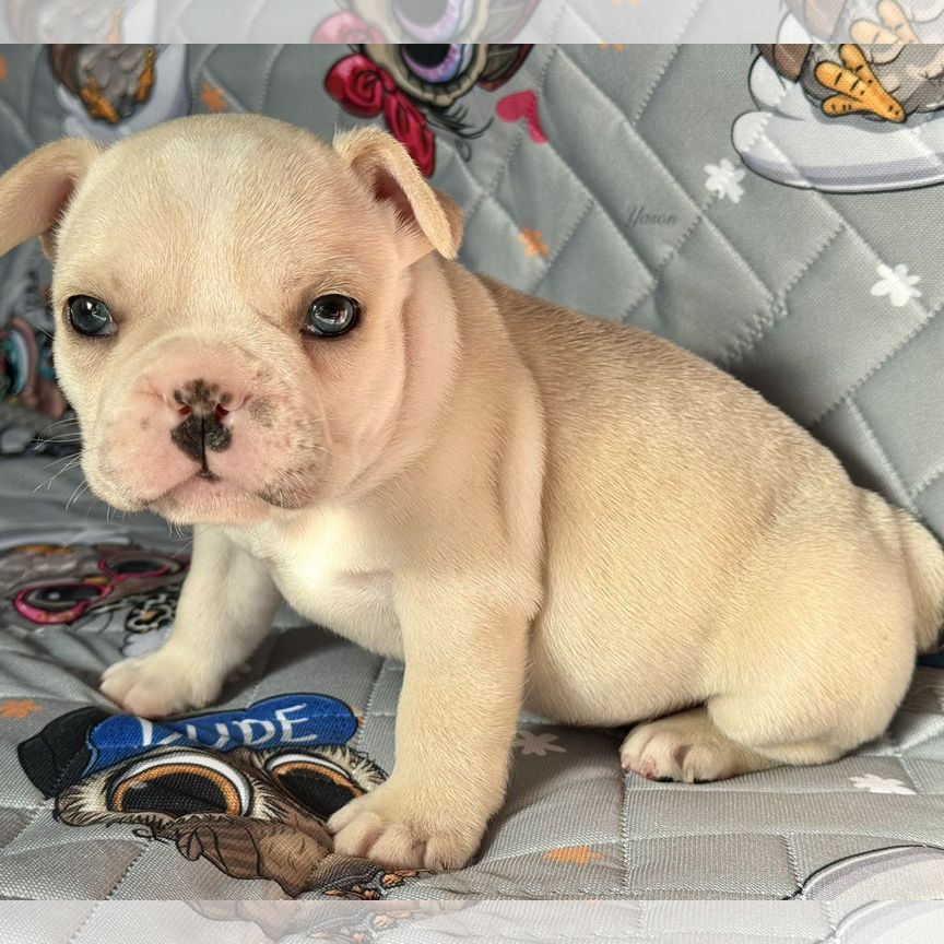 Французский бульдог кремовый