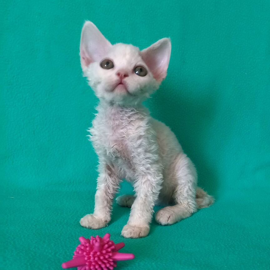 Девон-рекс кошечка