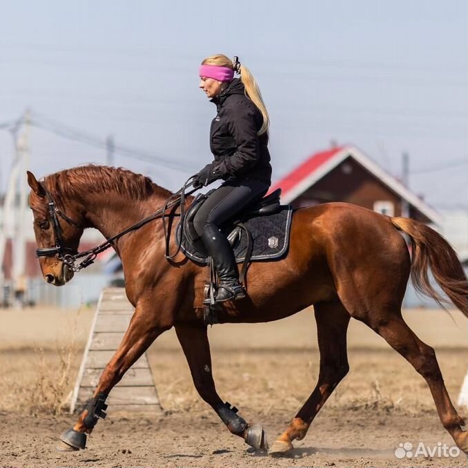 Перспективный жеребец в спорт