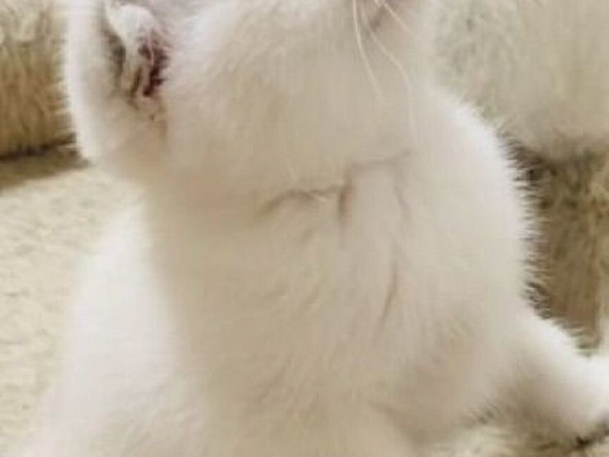 Кошка