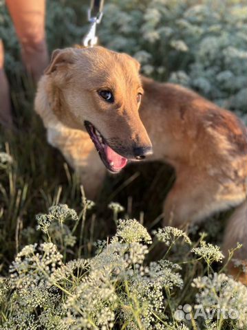 Собака Марго